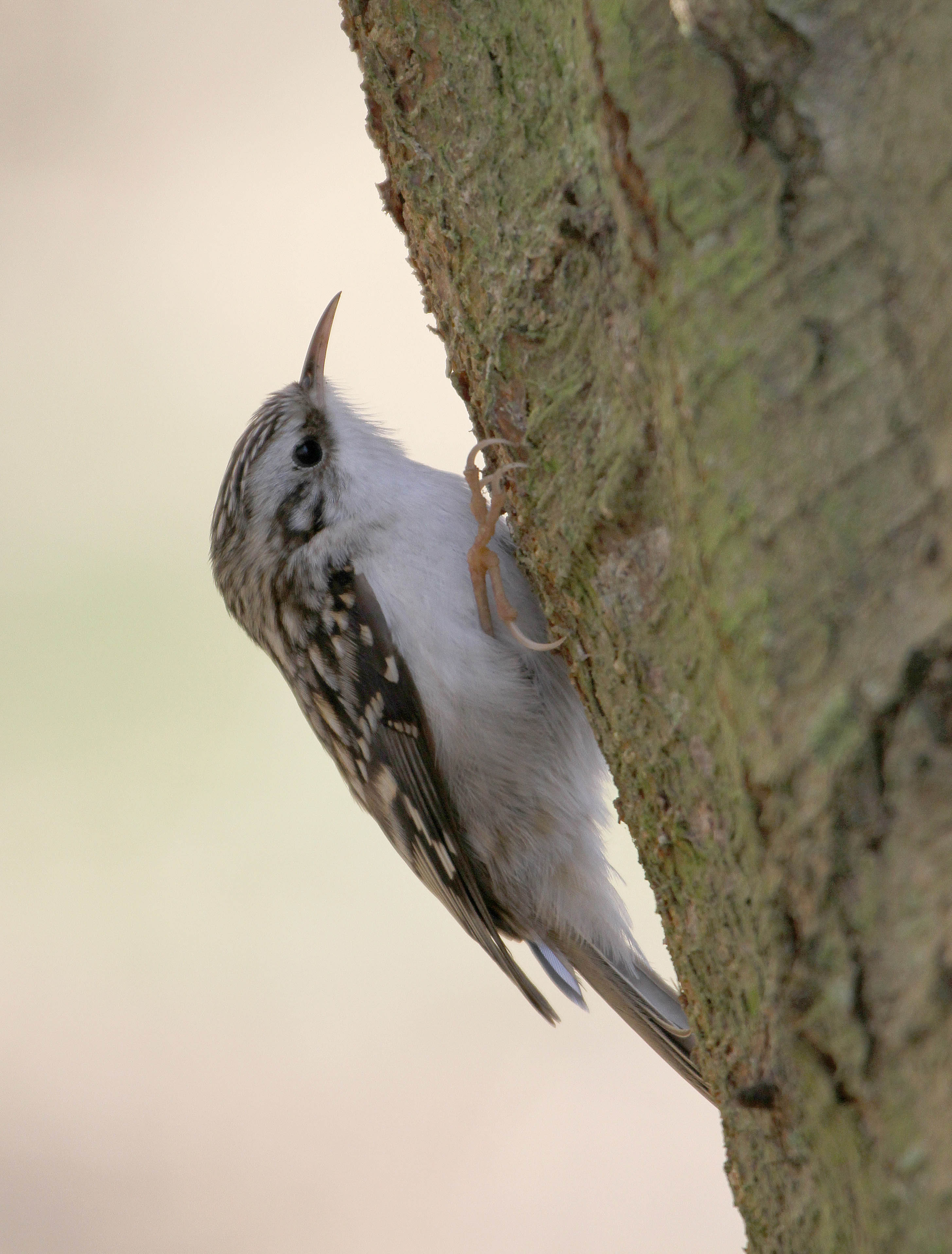Details : Northern Treecreeper - BirdGuides