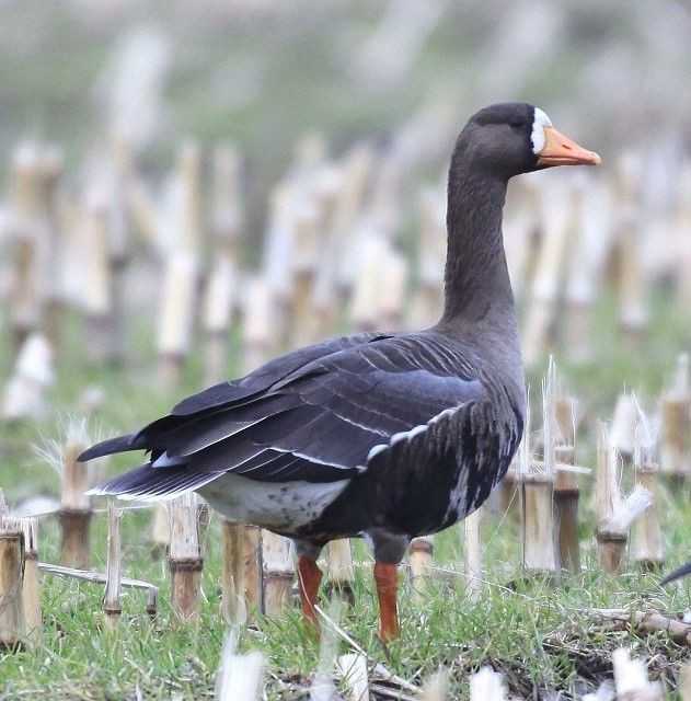 Details : Greenland White-fronted Goose - BirdGuides