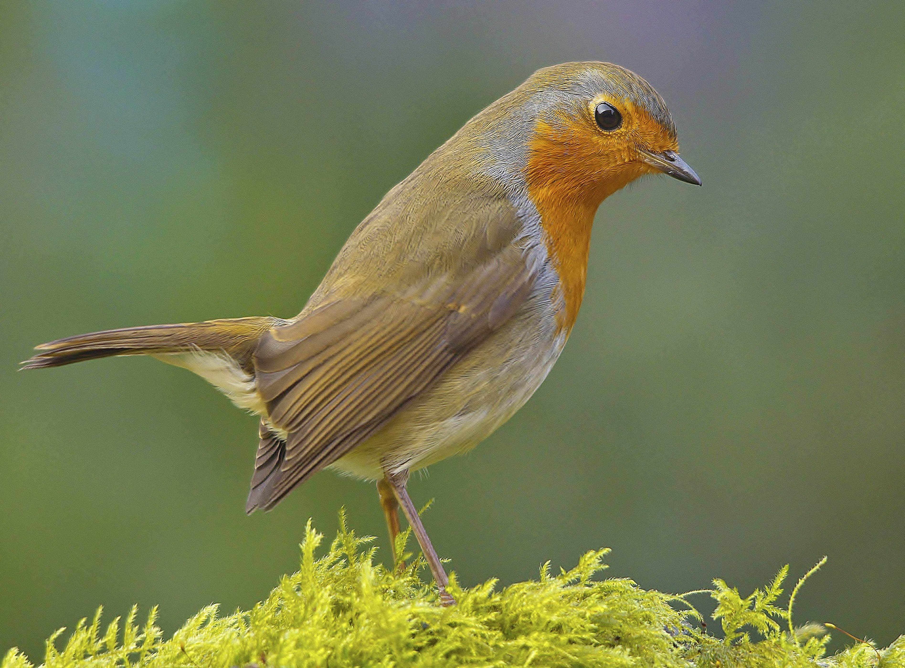 Details : European Robin - BirdGuides