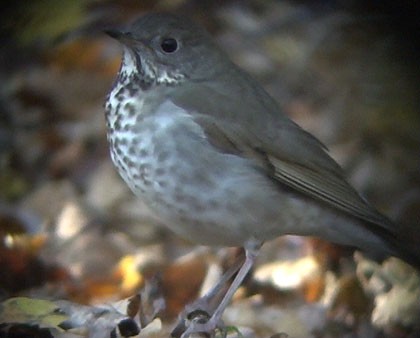 Details : Grey-cheeked Thrush - BirdGuides
