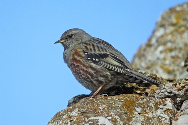 Details : Alpine Accentor - BirdGuides