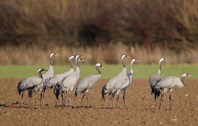 A request for past images of UK Common Cranes - BirdGuides