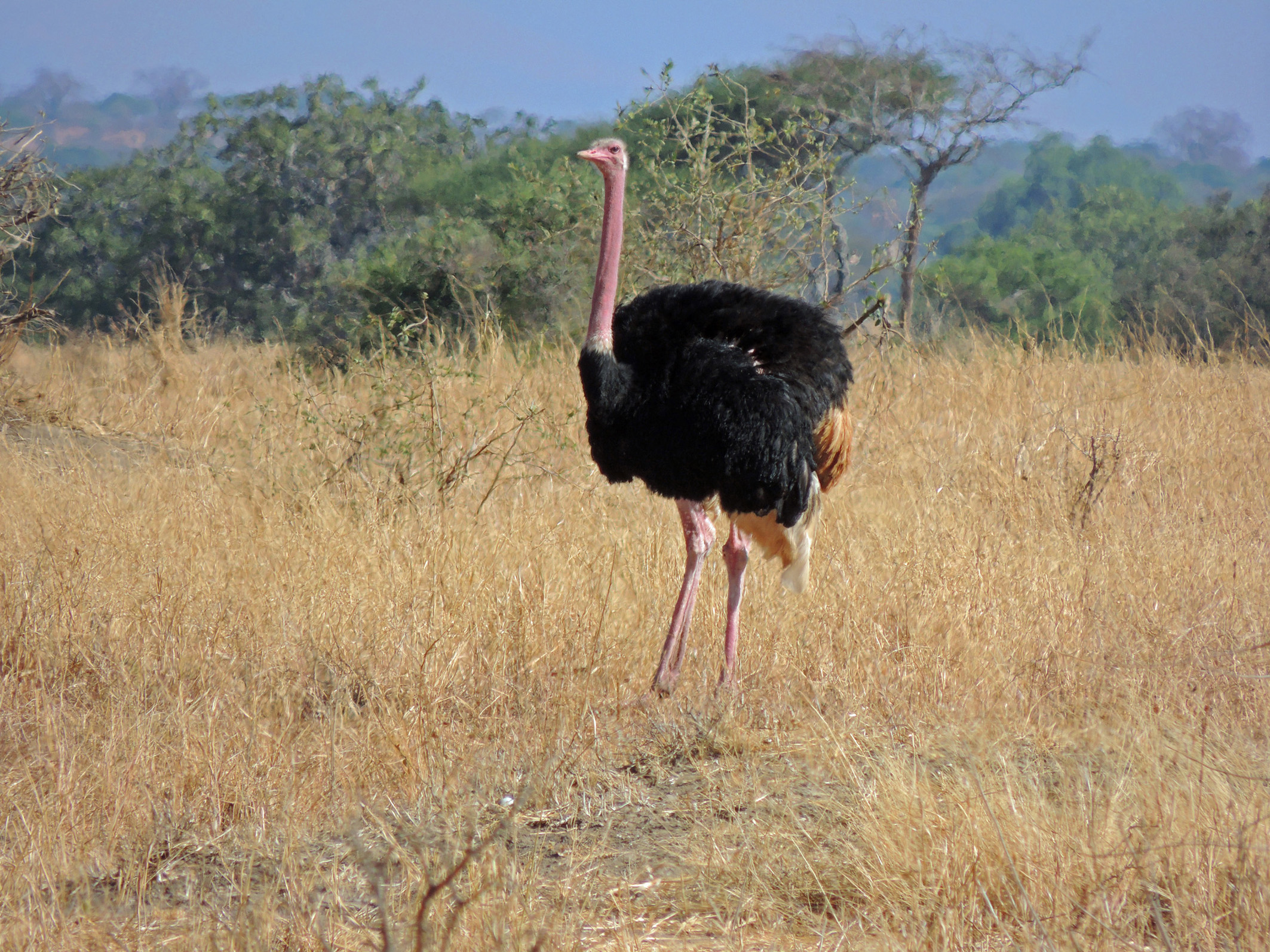 Details : Common Ostrich - BirdGuides