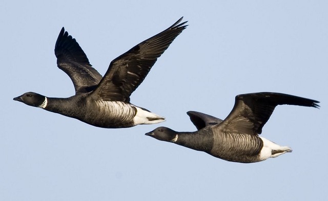 Details : Black Brant - BirdGuides