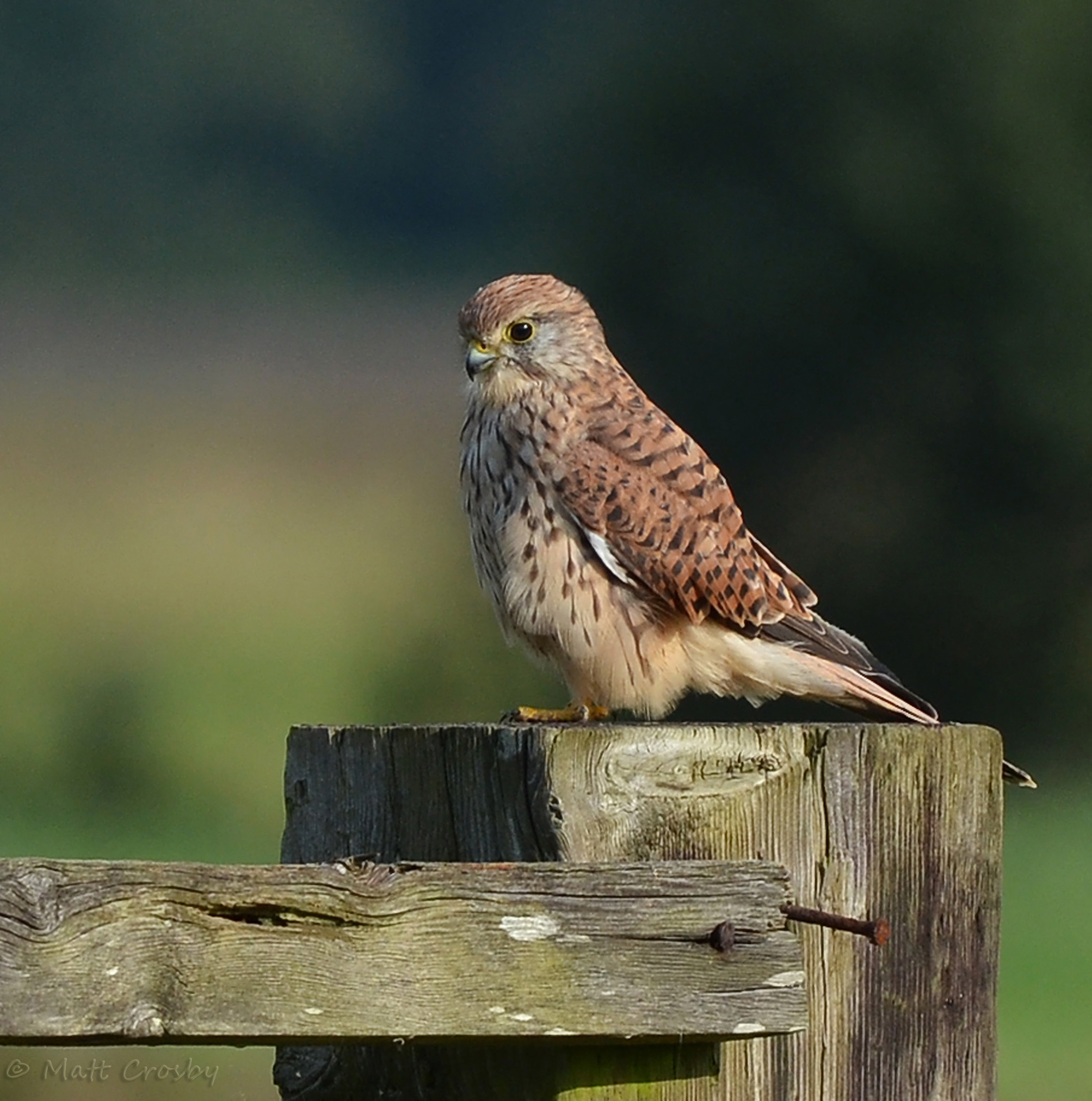 Details : Common Kestrel - BirdGuides