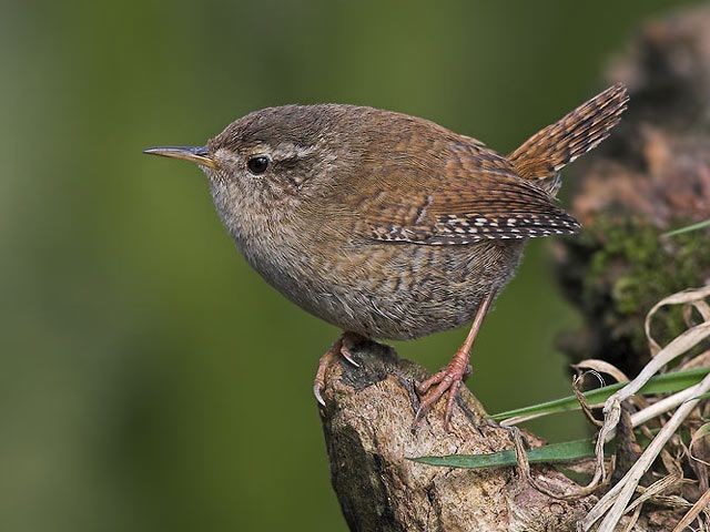 Details : Eurasian Wren - BirdGuides