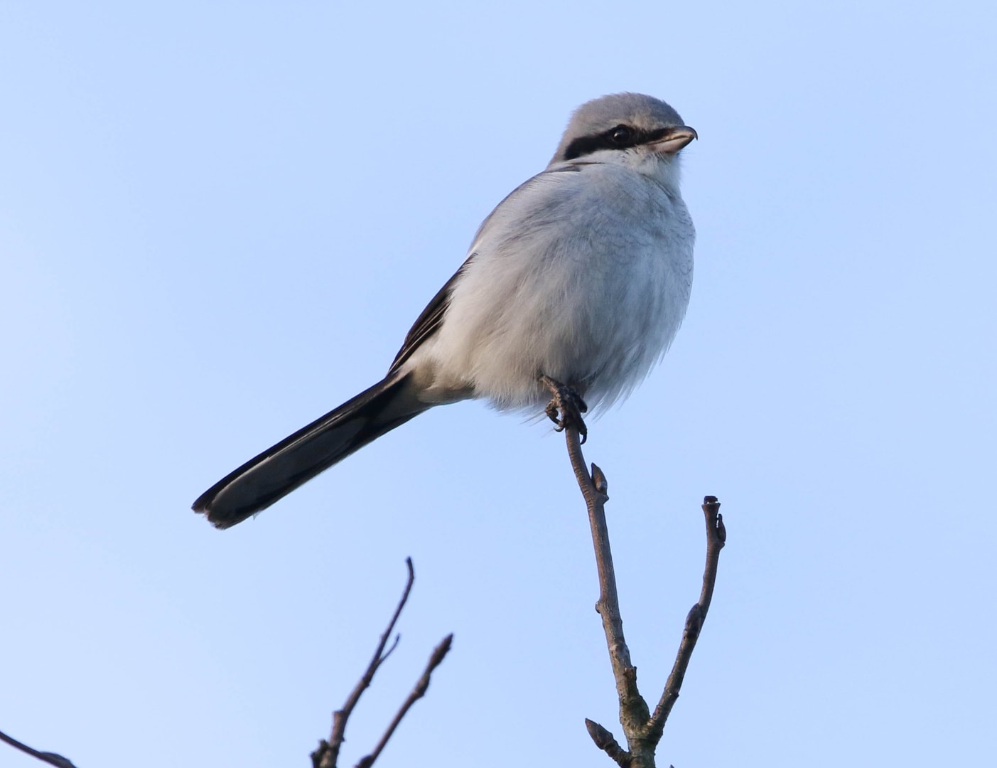 Great Grey Shrike by Tony Rawson - BirdGuides