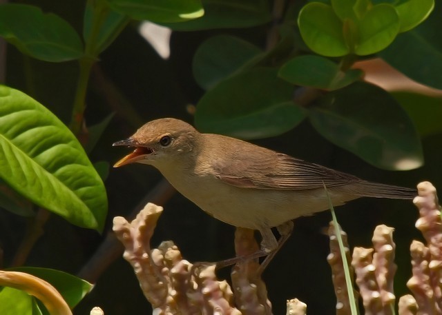 Details : Basra Reed Warbler - BirdGuides