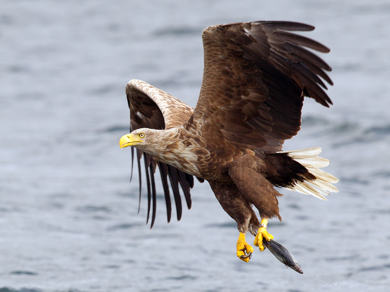 Photographing Scottish Highland specialities: White-tailed Eagle ...