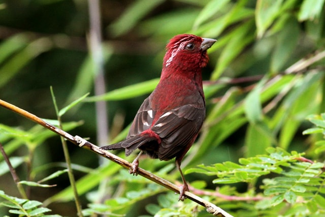 Vinaceous Rosefinch by Richard Bonser - BirdGuides