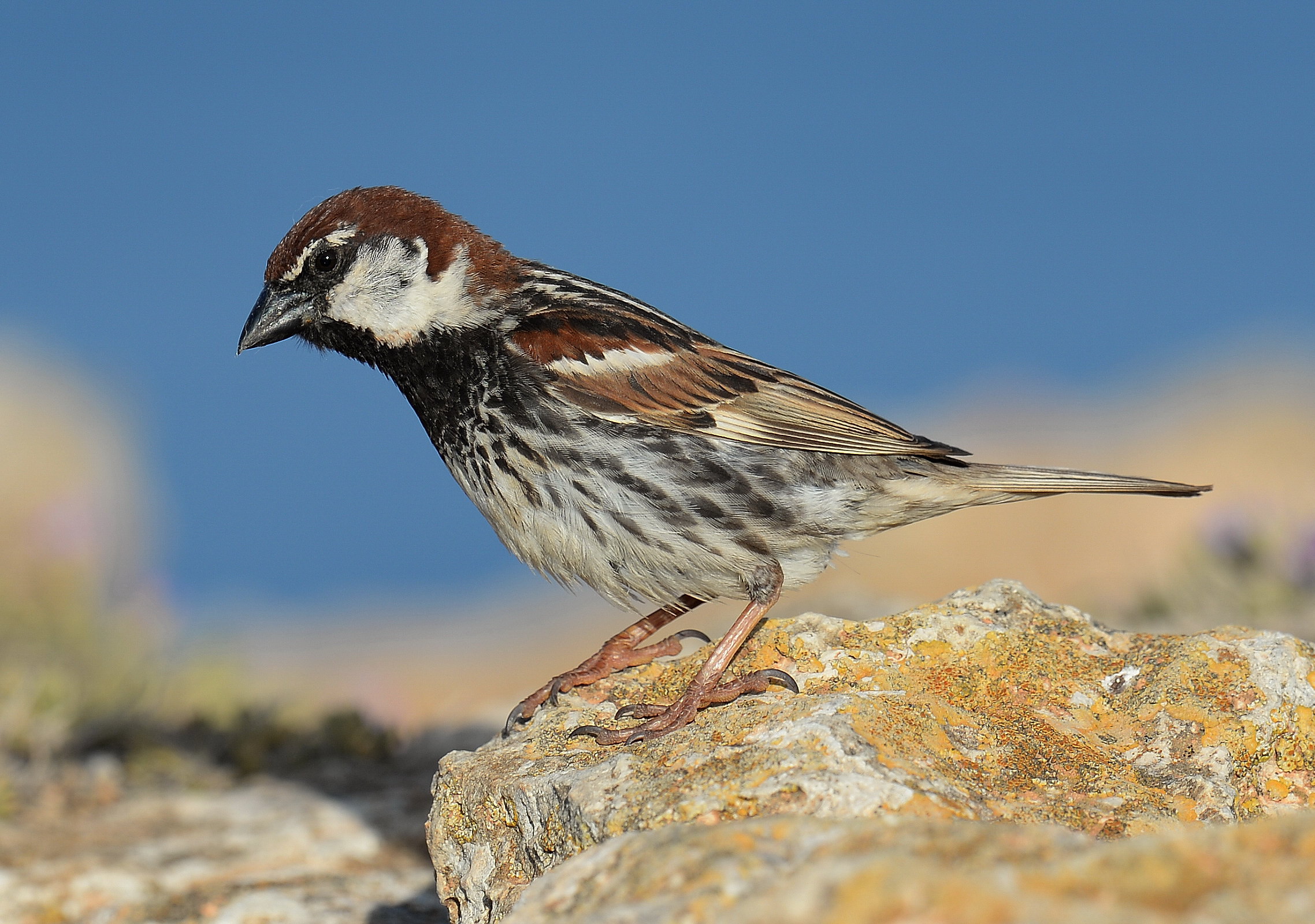 Details : Spanish Sparrow - BirdGuides