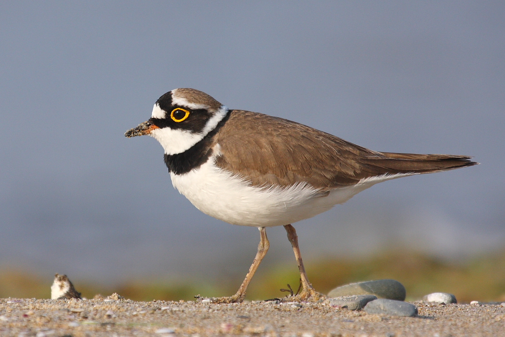 Details : Little Ringed Plover - BirdGuides