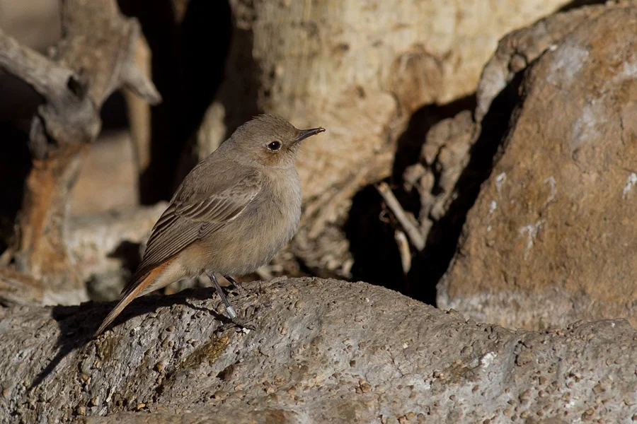 Details : Familiar Chat - BirdGuides