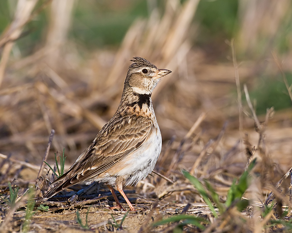 Details : Calandra Lark - BirdGuides