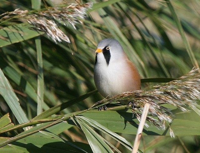 Details : Bearded Tit - BirdGuides