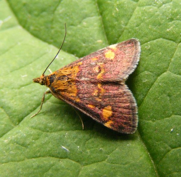 Details : Mint Moth - BirdGuides