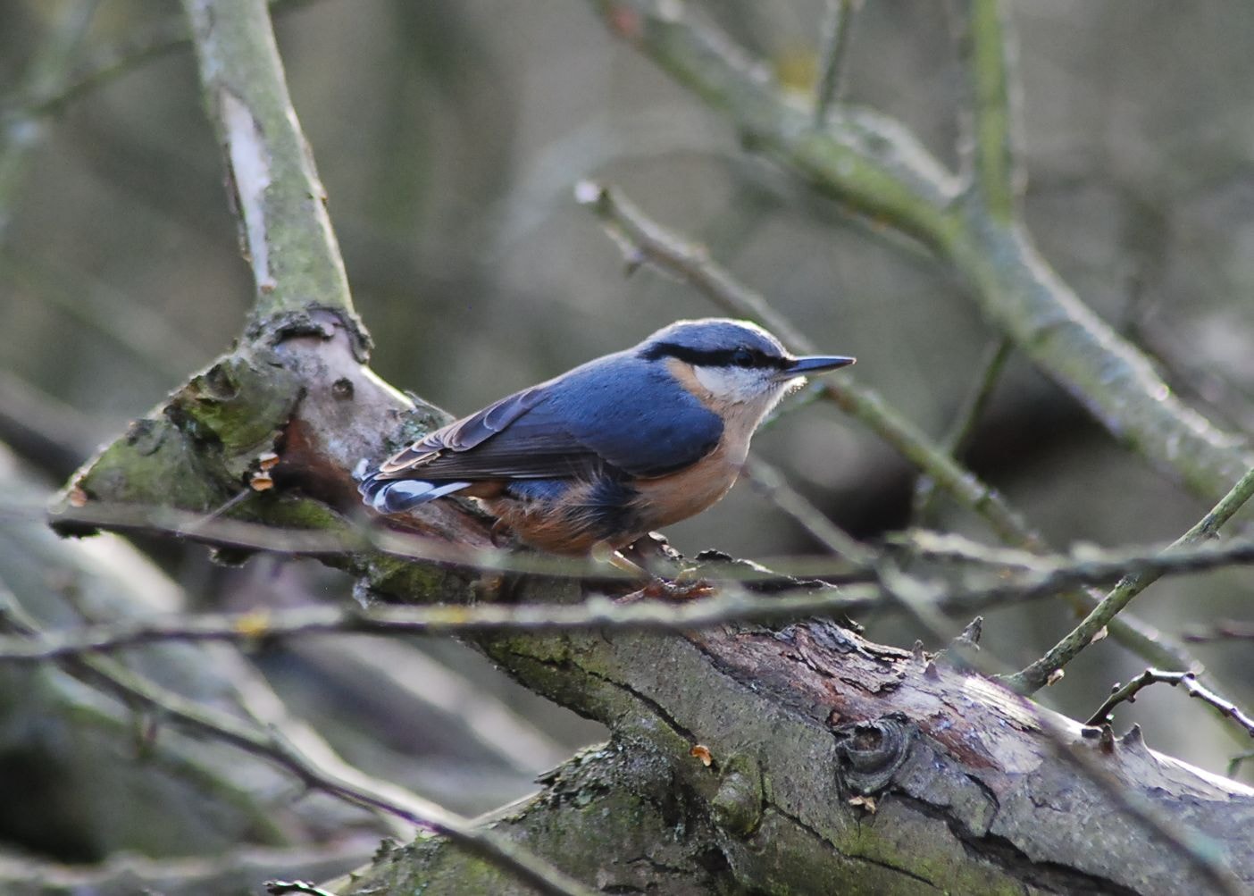 Eurasian Nuthatch by Duncan Mitchell - BirdGuides