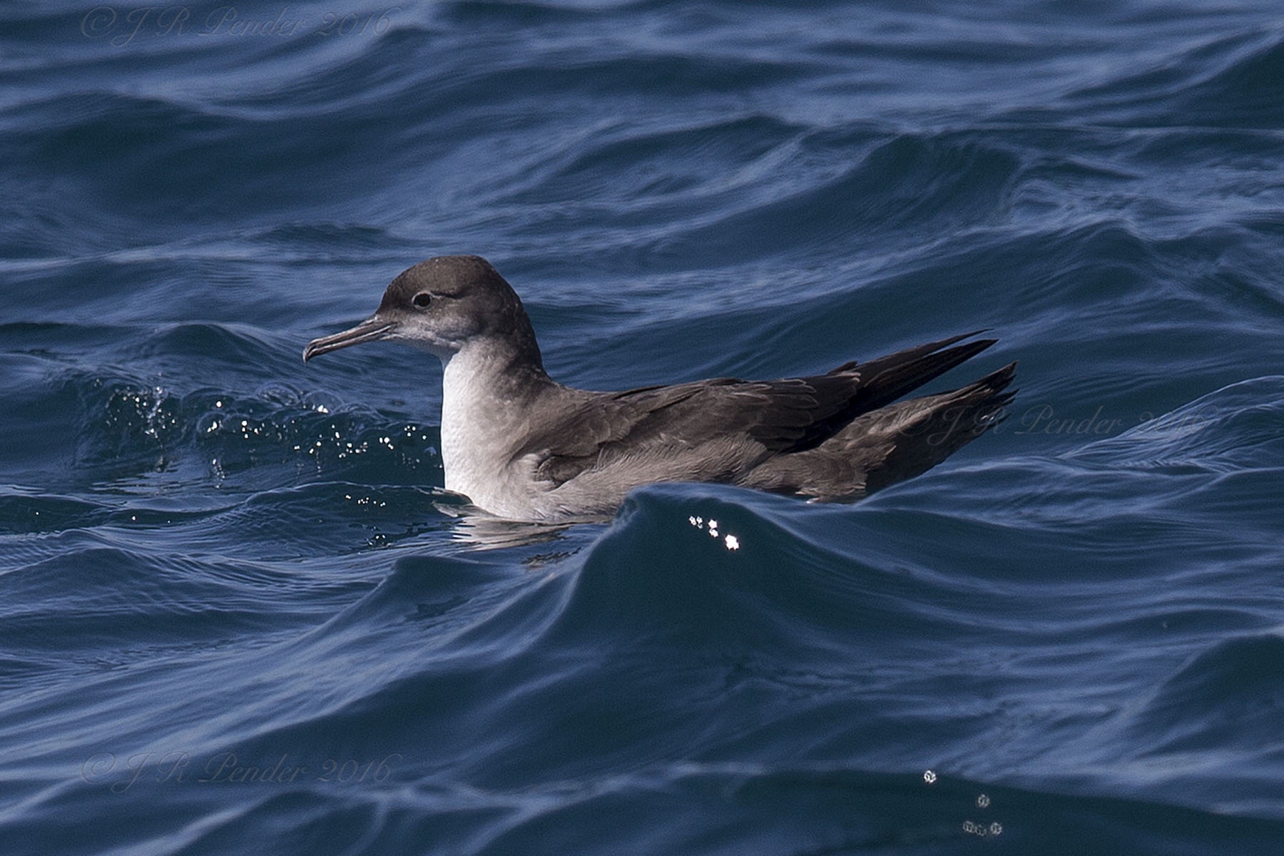 Details : Balearic Shearwater - BirdGuides