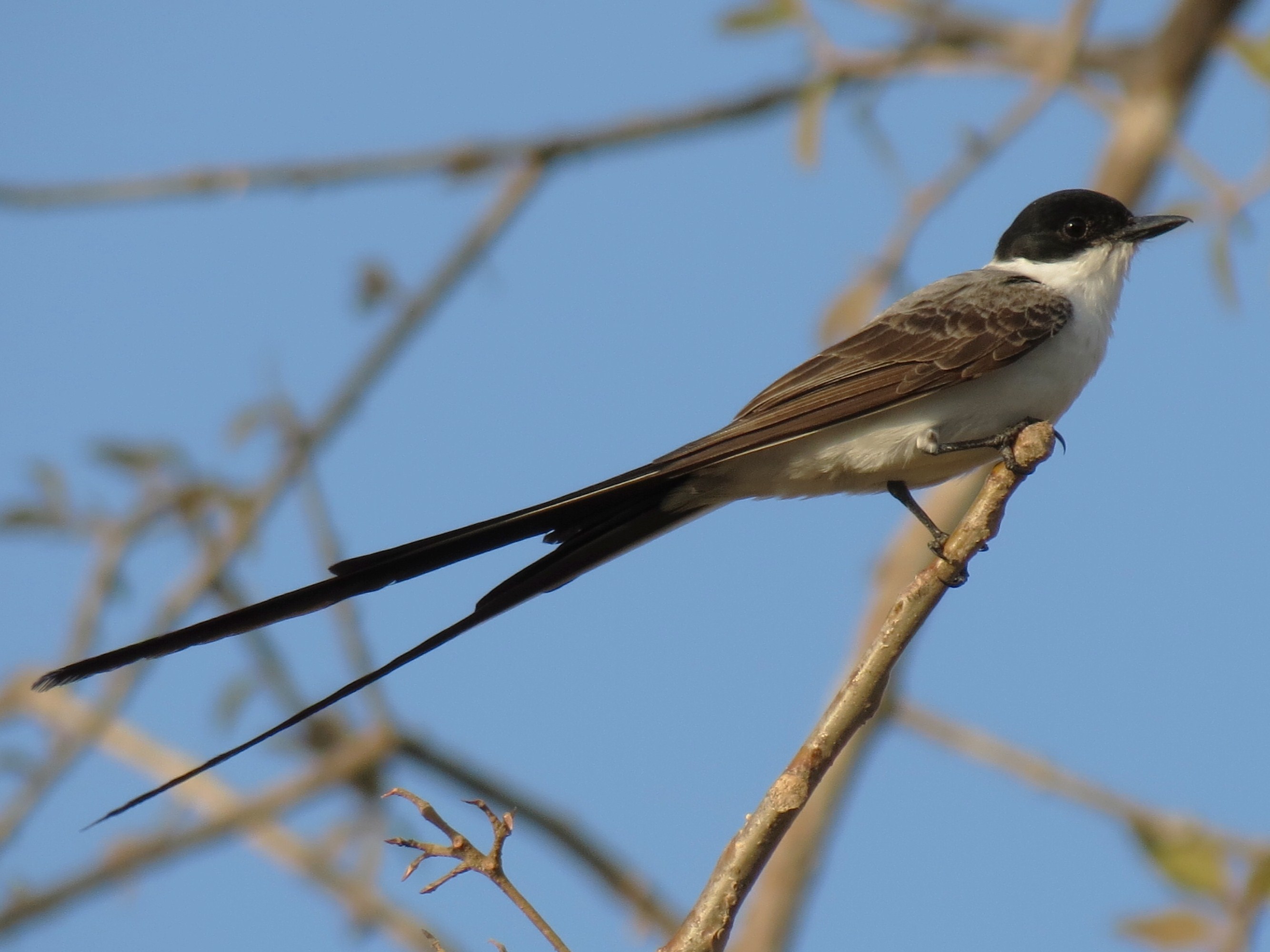 Details : Fork-tailed Flycatcher - BirdGuides