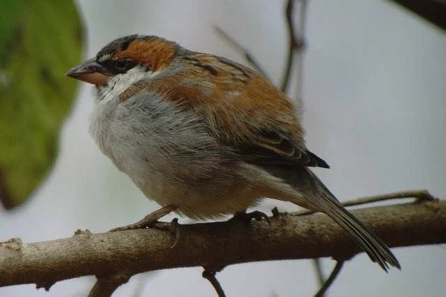 Details : Iago Sparrow - BirdGuides