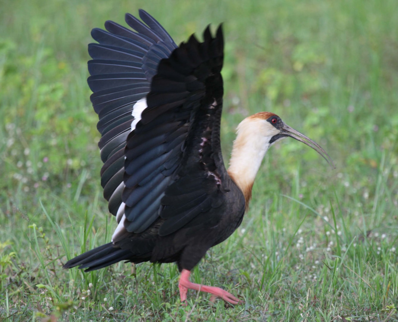 Buff-necked Ibis by Peter Gasson - BirdGuides
