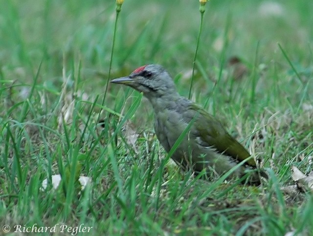 Grey-headed Woodpecker by Richard Pegler - BirdGuides