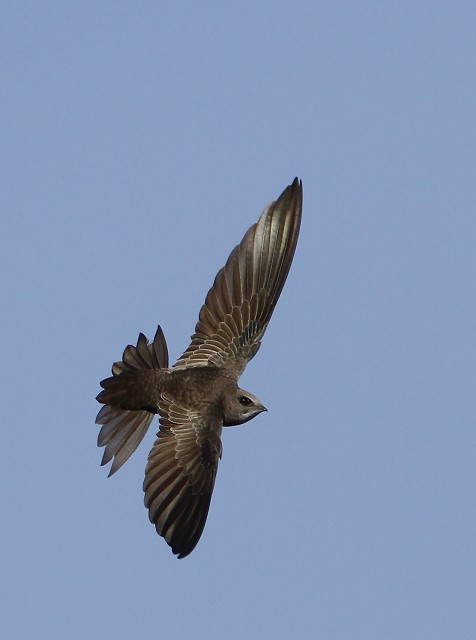 Details : Pallid Swift - BirdGuides