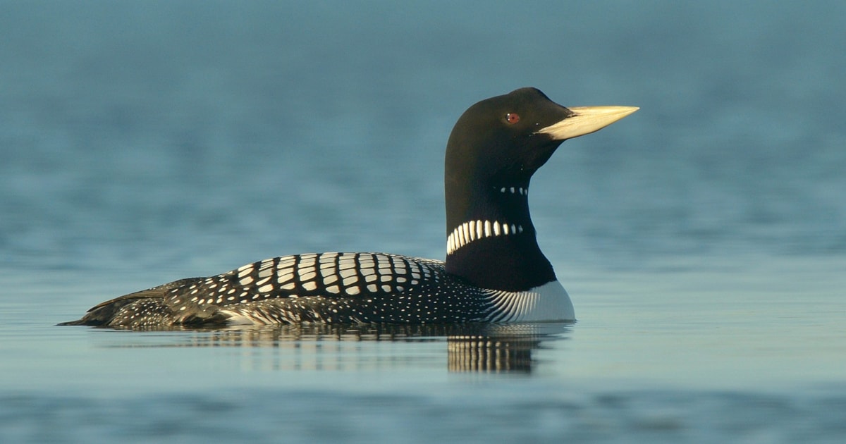 Focus on: White-billed Diver - BirdGuides
