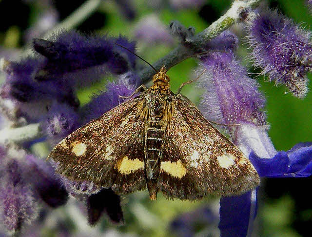 Details : Mint Moth - BirdGuides