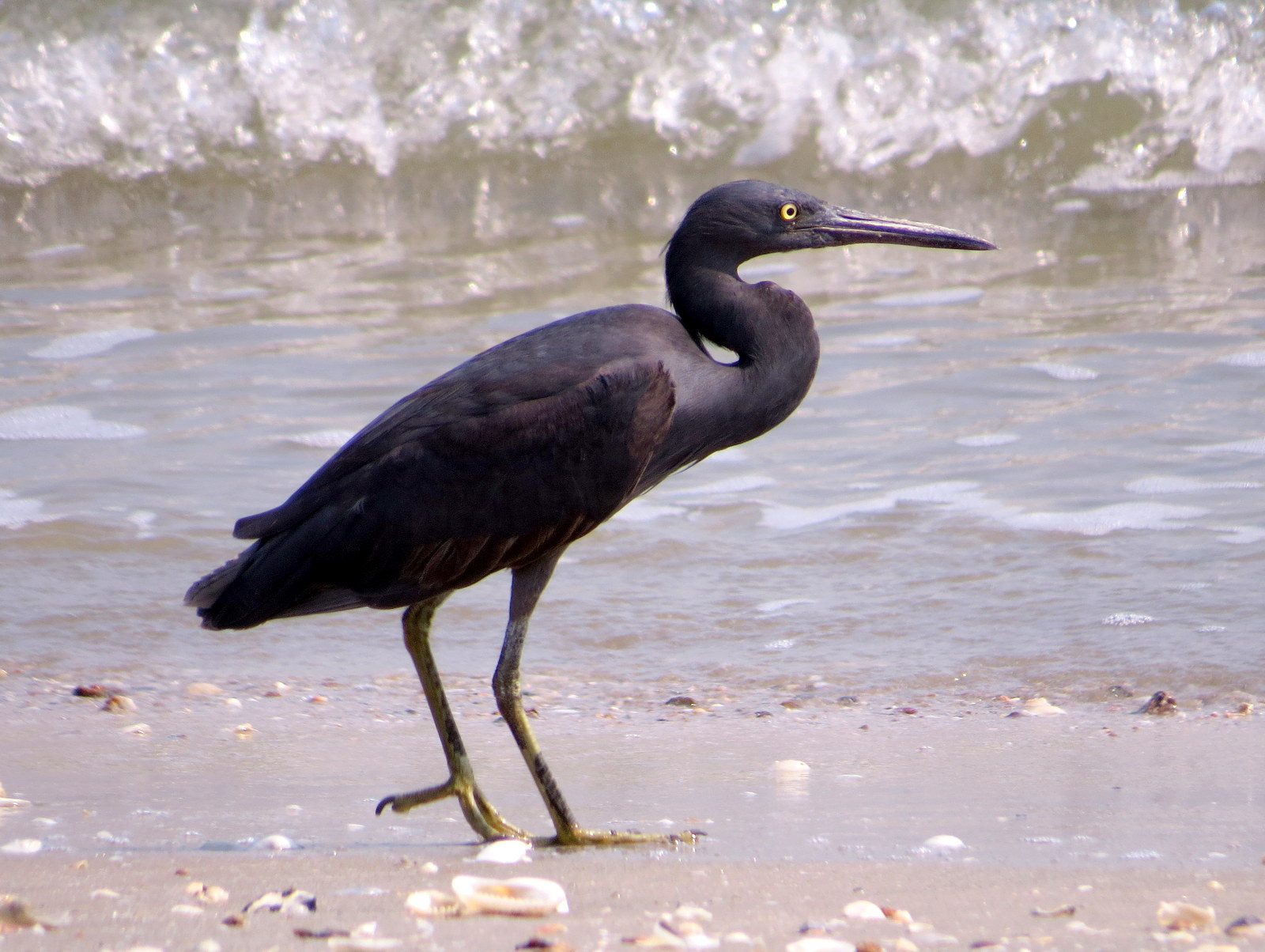 Details : Pacific Reef Heron - BirdGuides