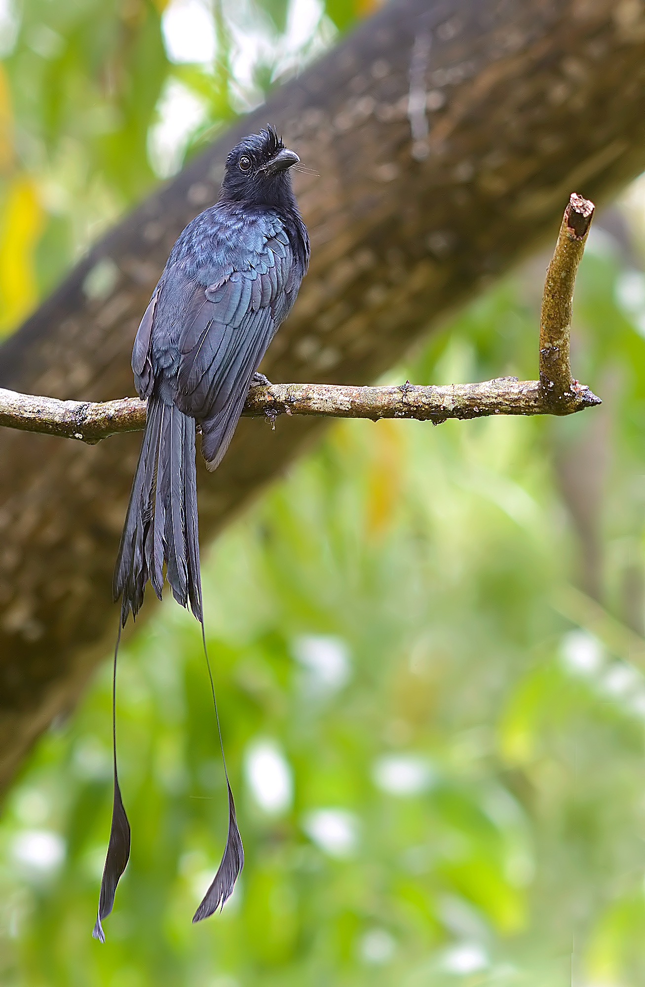 Details : Greater Racket-tailed Drongo - BirdGuides