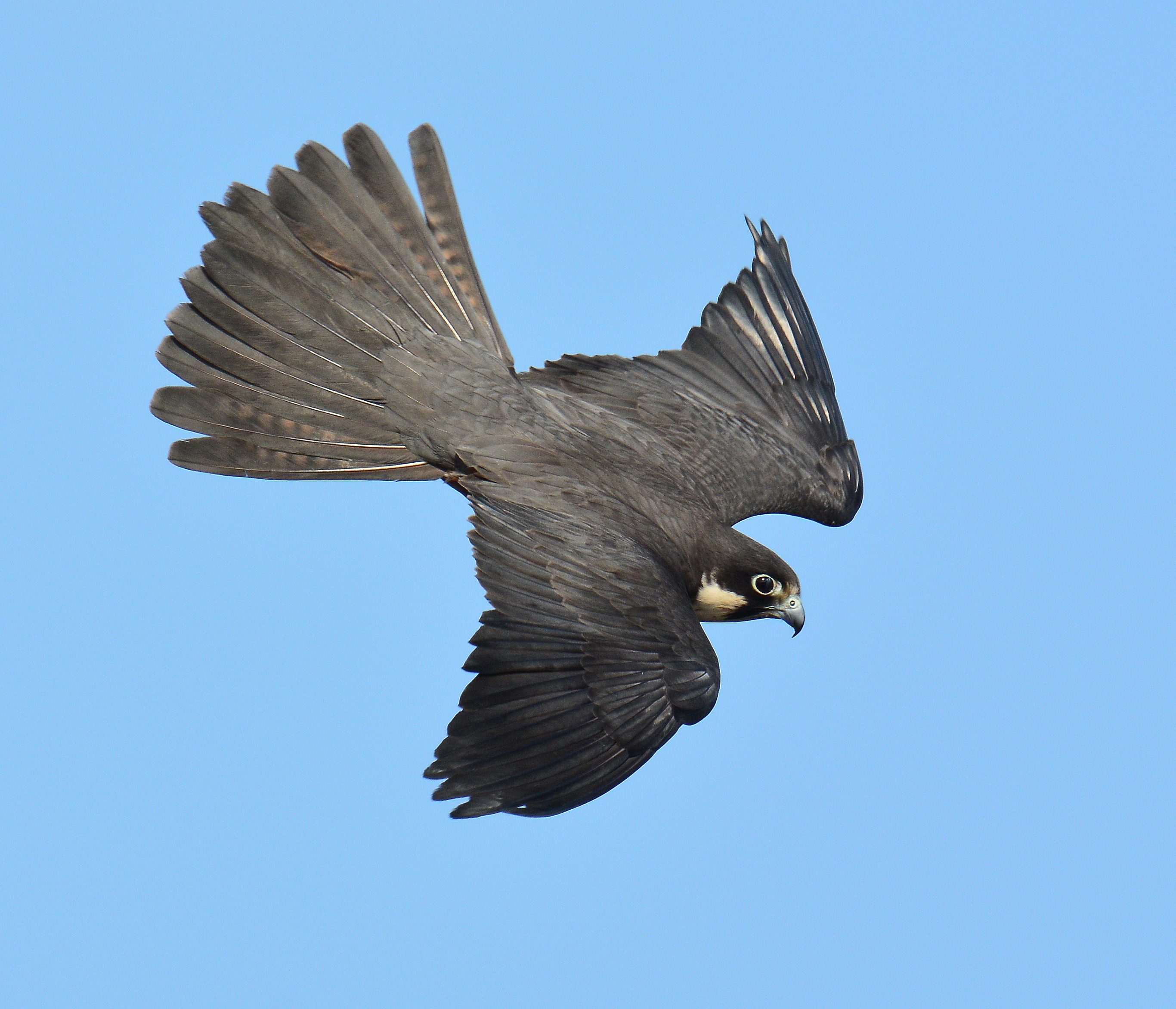 Details : Eleonora's Falcon - BirdGuides