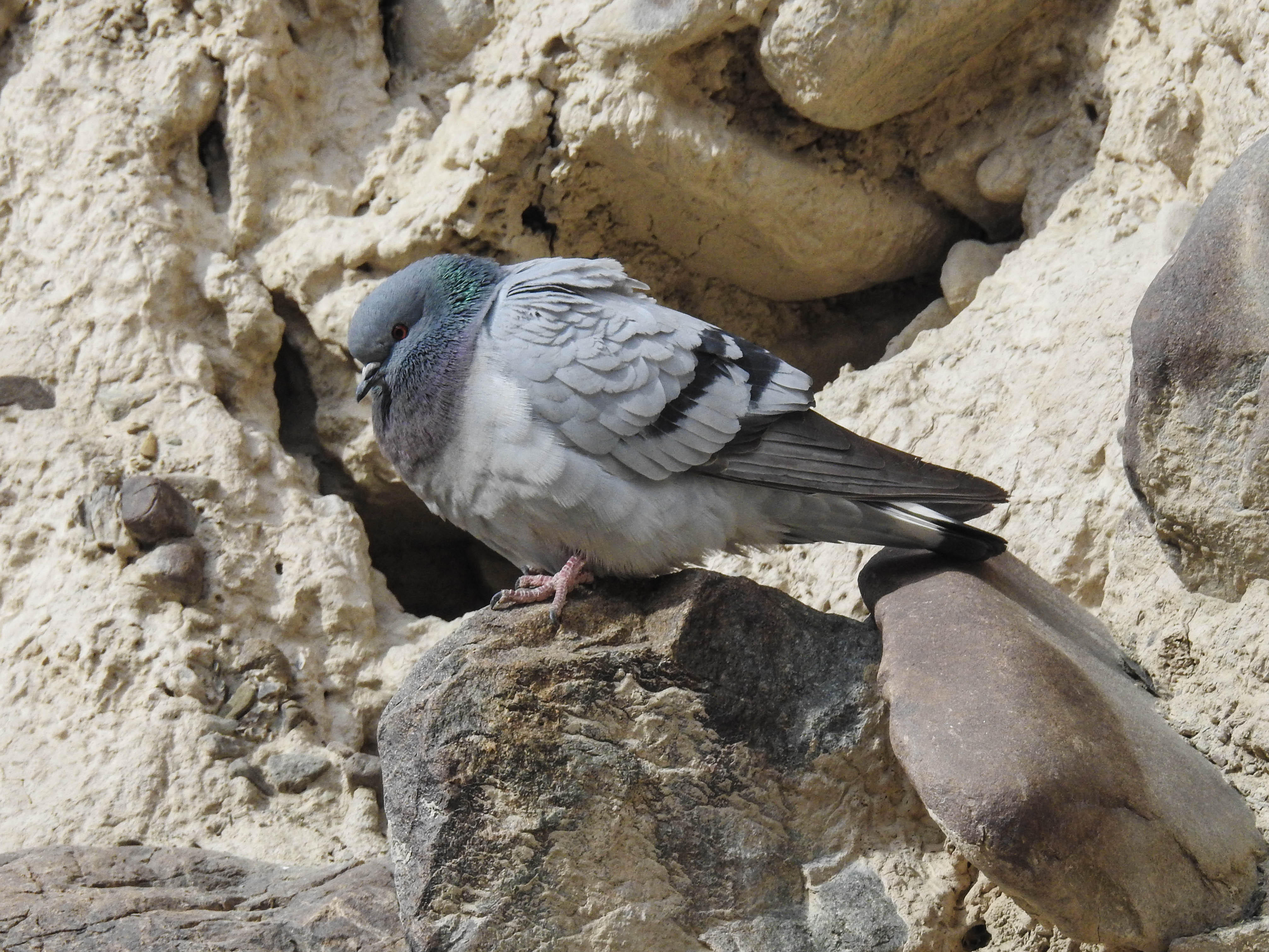 Details : Hill Pigeon - BirdGuides