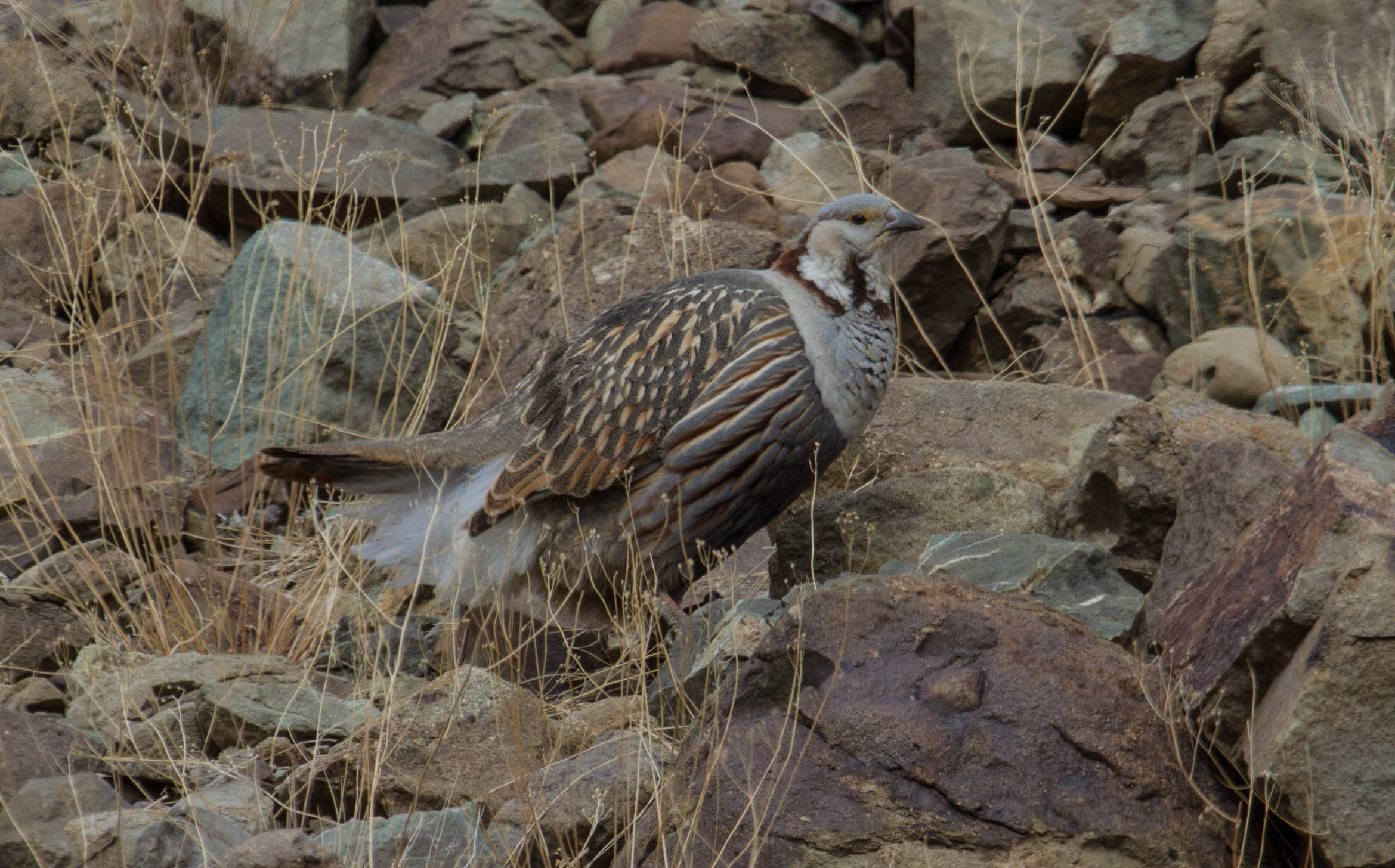Details : Himalayan Snowcock - BirdGuides