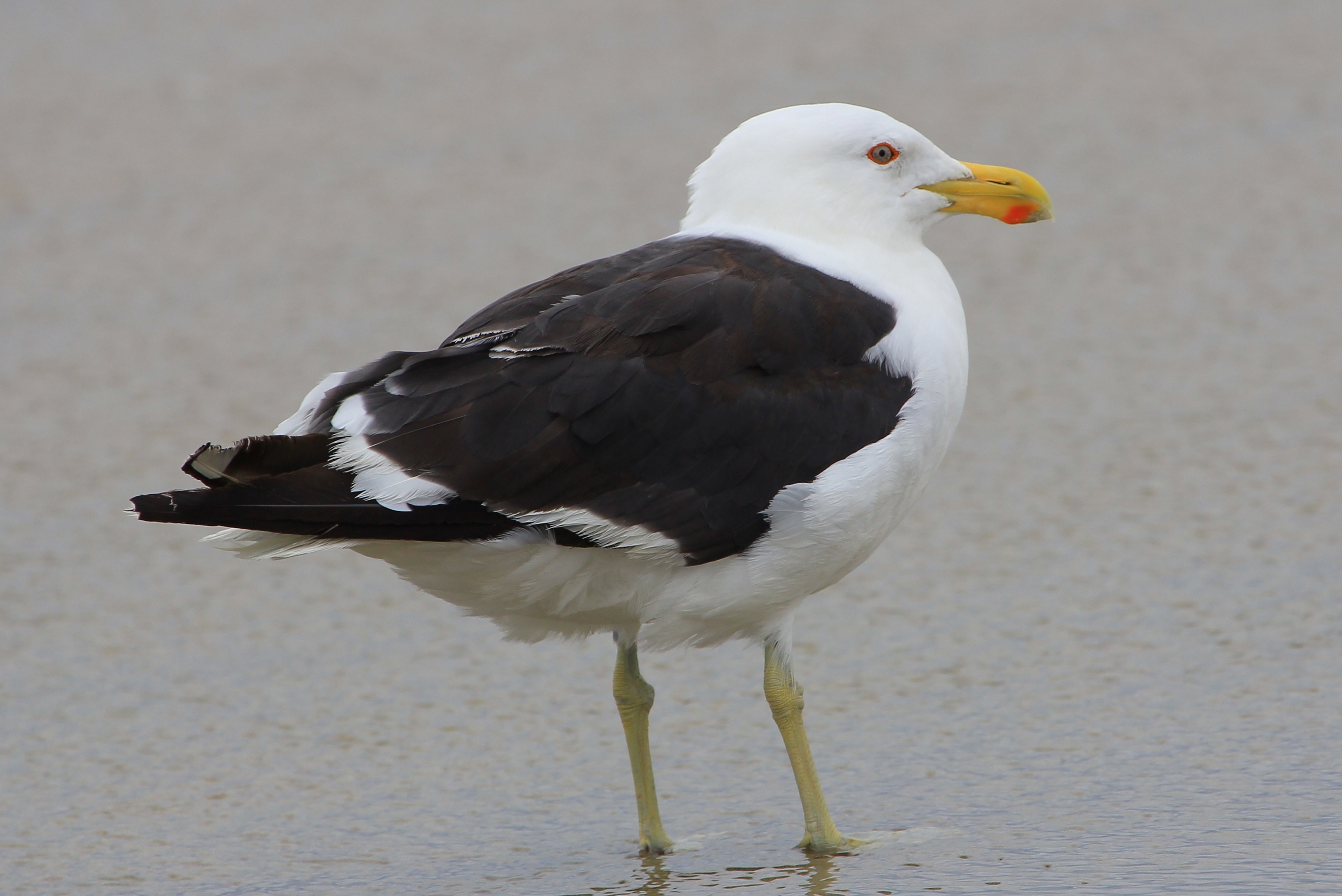 Details : Kelp Gull - BirdGuides