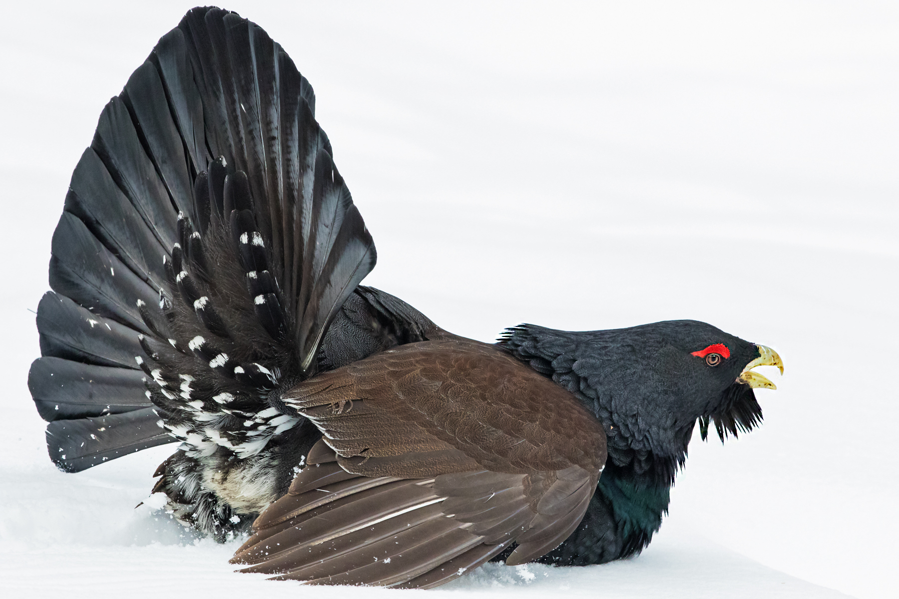 Details : Western Capercaillie - BirdGuides