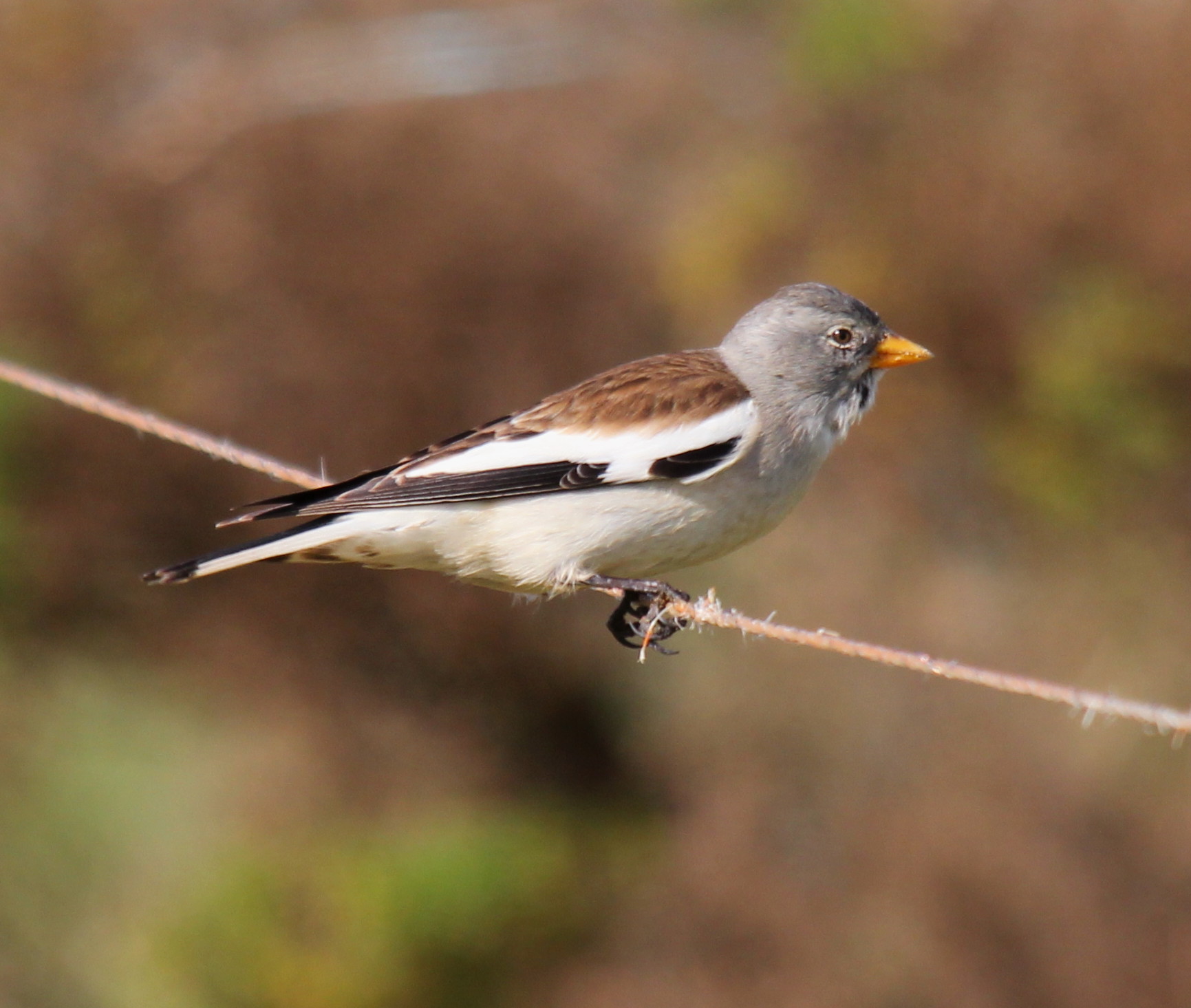 Details : White-winged Snowfinch - BirdGuides