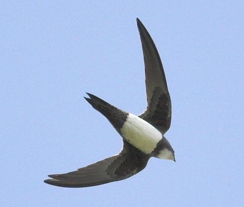 Details : Alpine Swift - BirdGuides