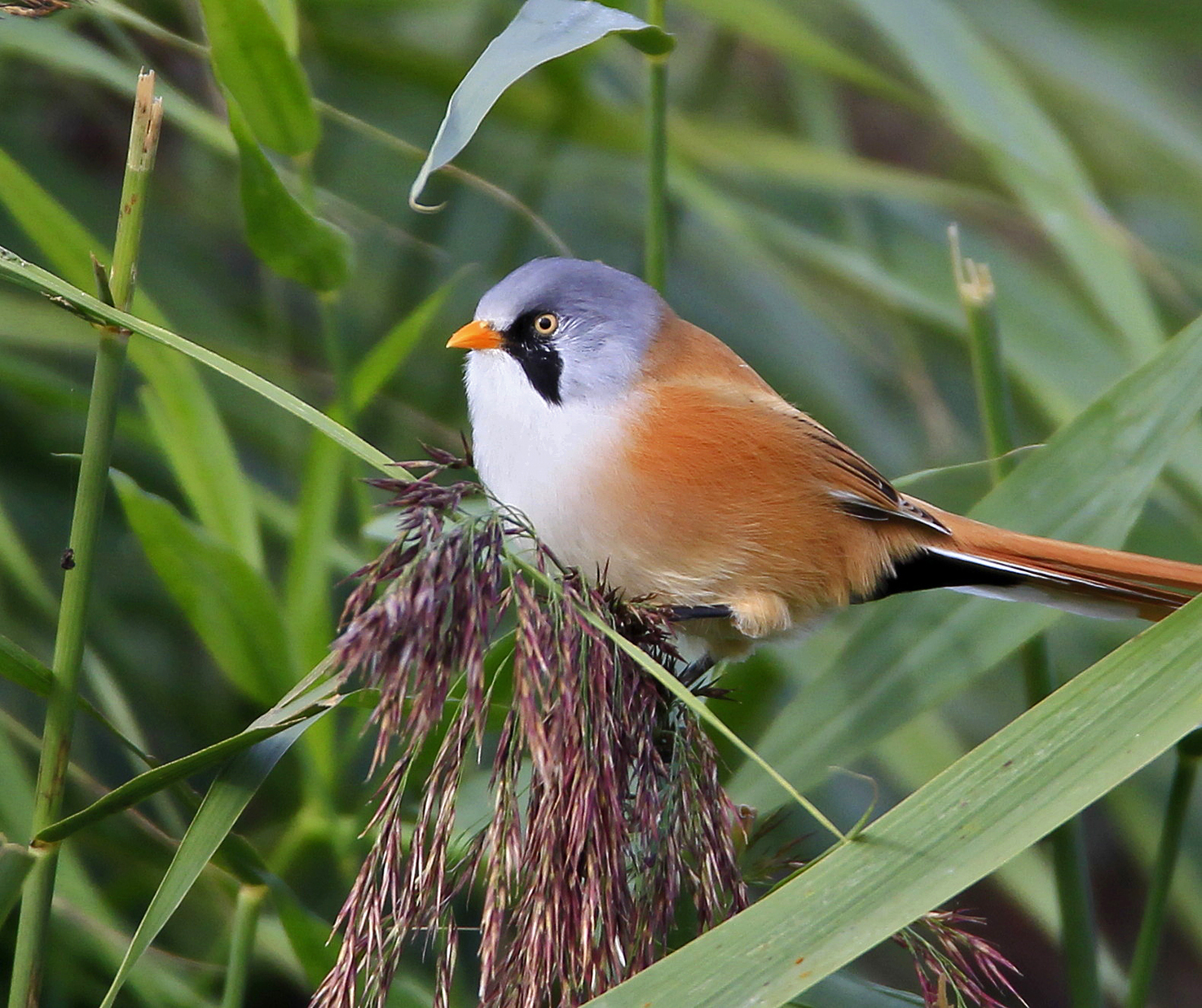 Details : Bearded Tit - BirdGuides