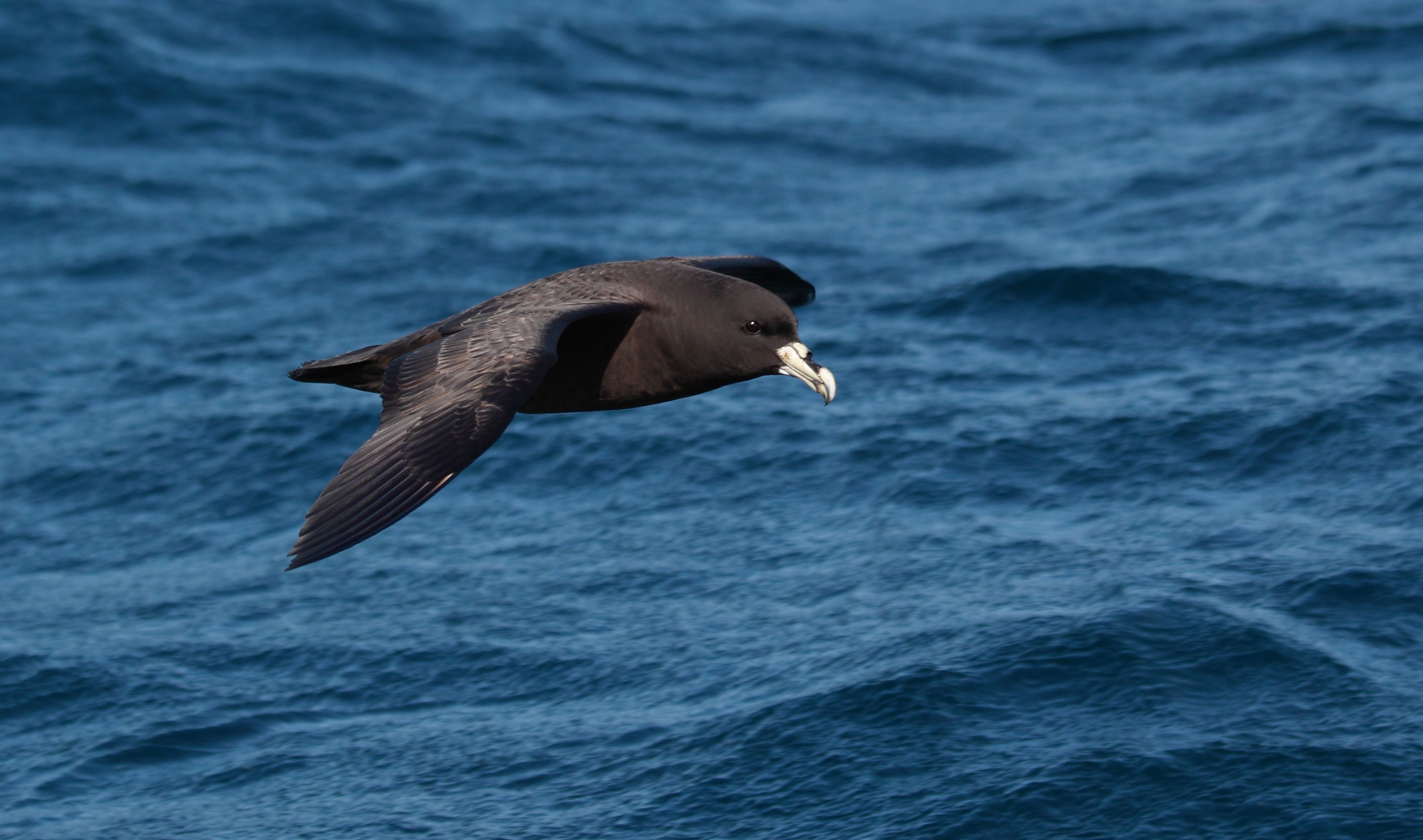 Details : White-chinned Petrel - BirdGuides