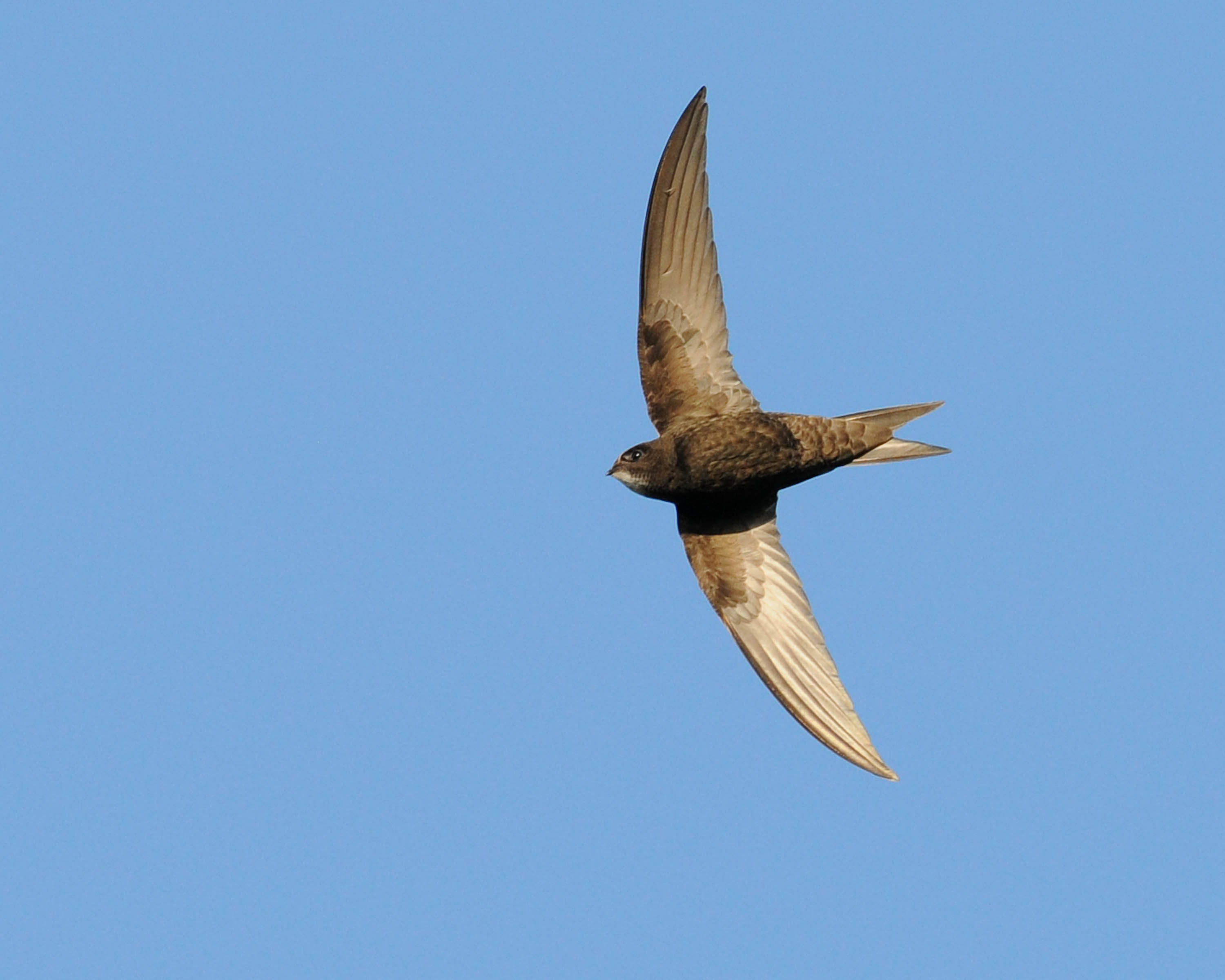 How to help our swifts - BirdGuides