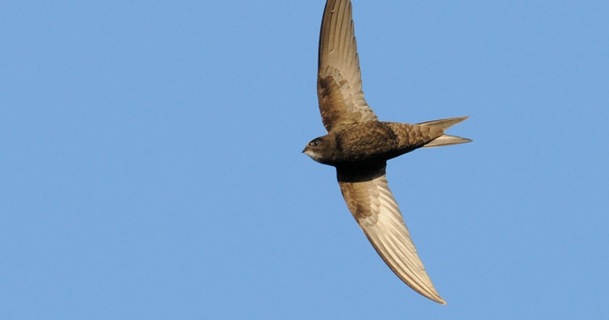 How to help our swifts - BirdGuides