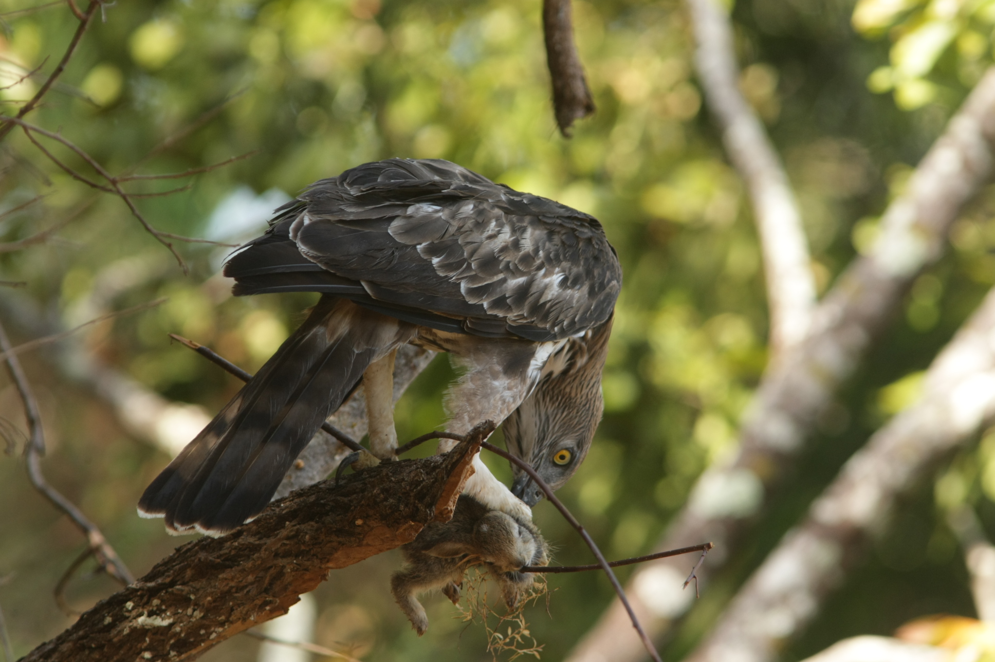 Details : Legge's Hawk-Eagle - BirdGuides