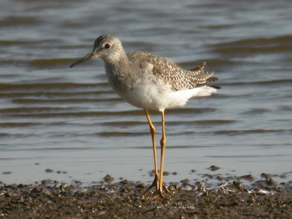 Details : Lesser Yellowlegs - BirdGuides