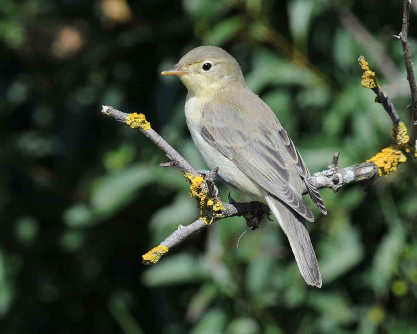 Icterine Warbler by Nick Appleton - BirdGuides
