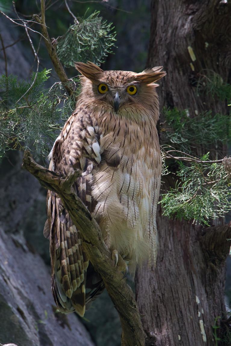 Details : Brown Fish Owl - BirdGuides