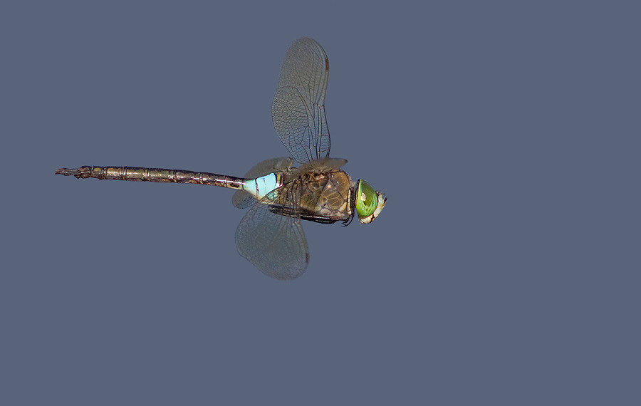 Details : Lesser Emperor - BirdGuides