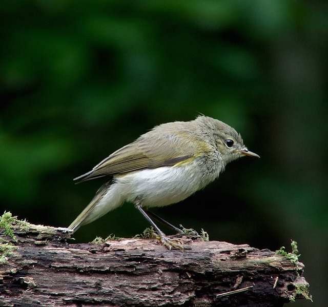 Details : Common Chiffchaff - BirdGuides