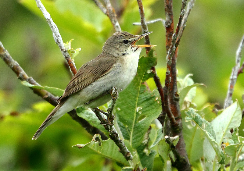 Details : Blyth's Reed Warbler - BirdGuides