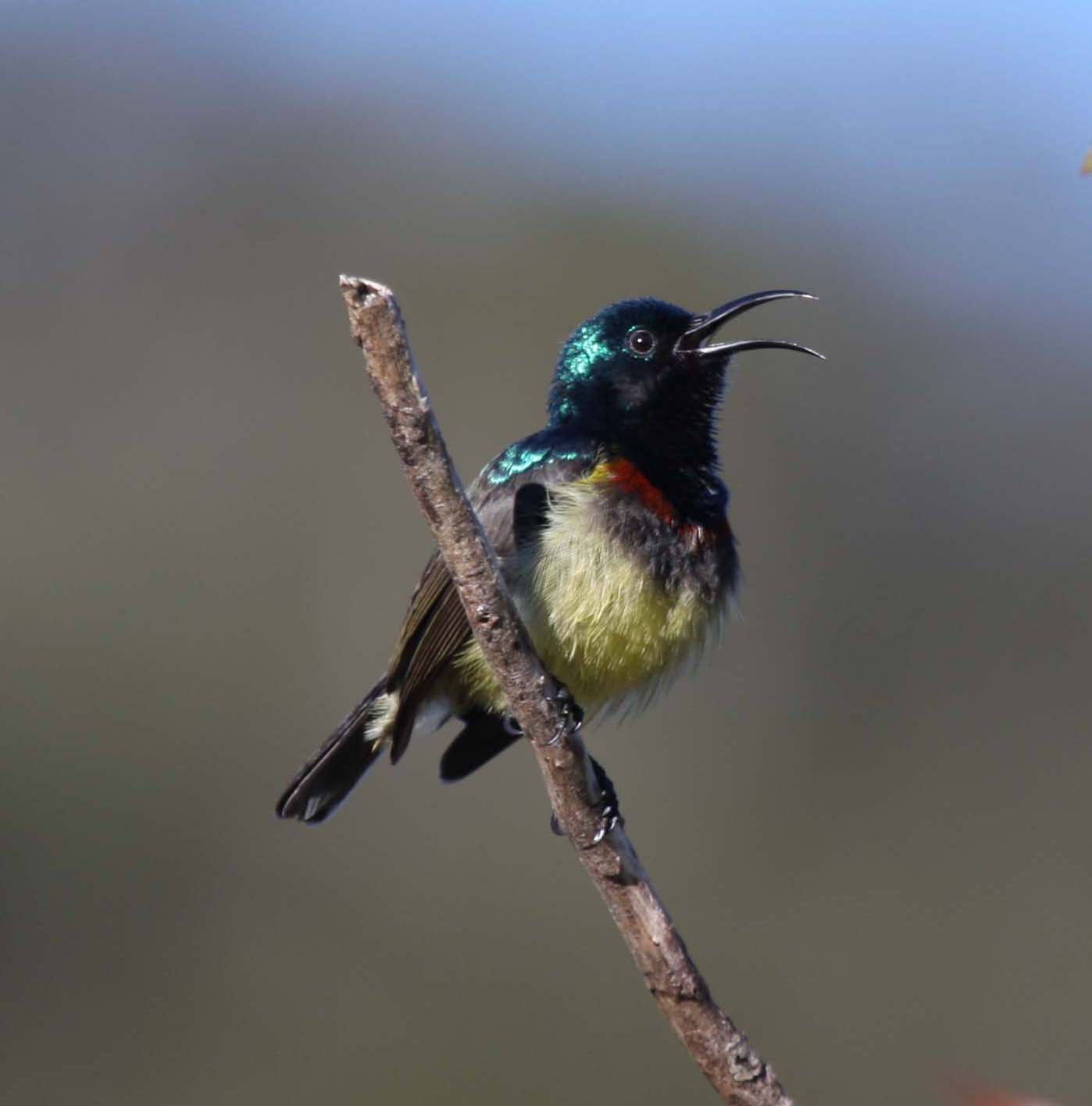 Details : Souimanga Sunbird - BirdGuides